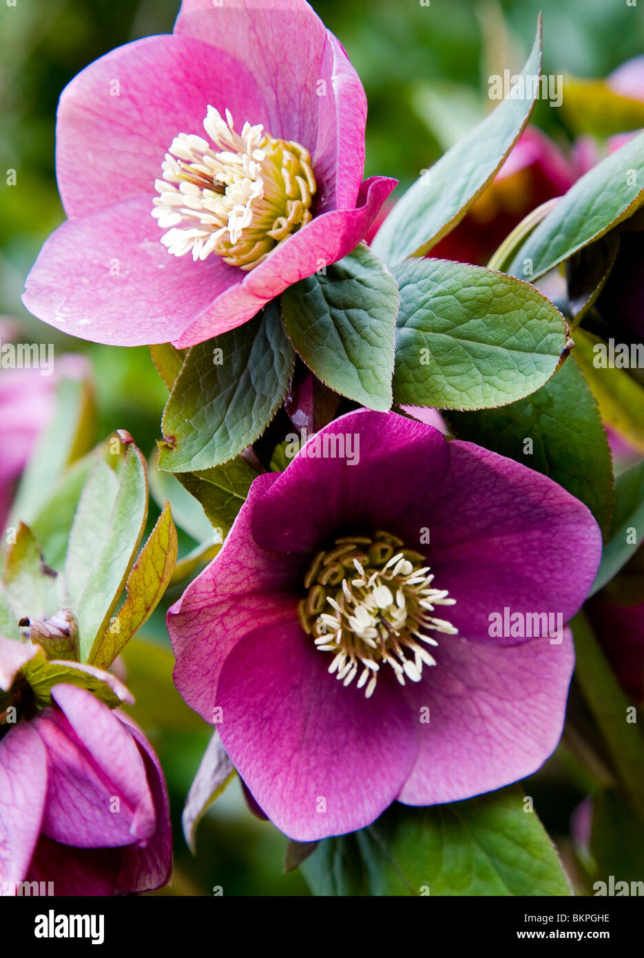 Helleborus High Resolution Stock Photography and Images - Alamy