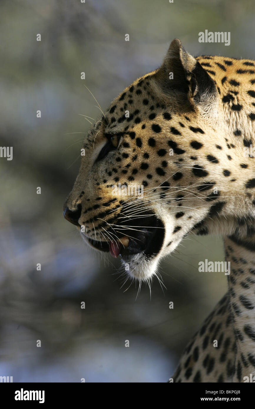 African Leopard, South Africa Stock Photo - Alamy
