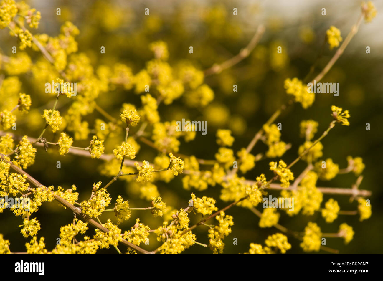 Cornelian Cherry, dogwood, Cornaceae, Cornus Mas, Europe, Caucasian ...