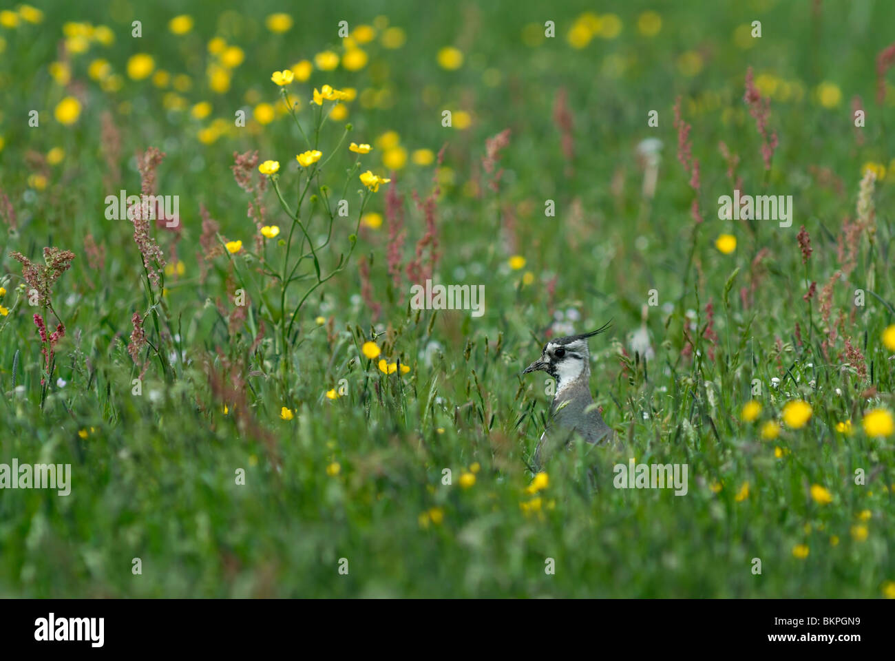 Northern Lapwing in his habitat. Kievit in zijn habitat Stock Photo - Alamy