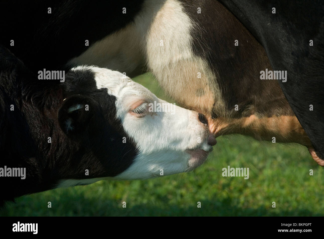 Sucking calf hi-res stock photography and images - Alamy