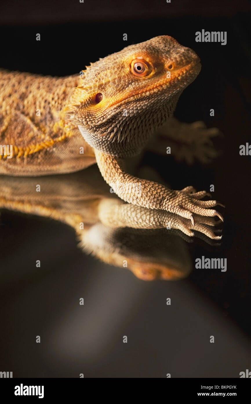 A Lizard On A Shiny Surface Showing It's Reflection Stock Photo - Alamy