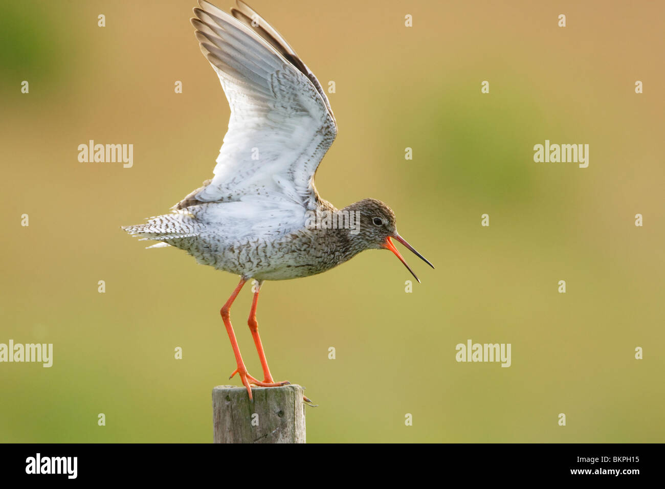 Paaltje hi-res stock photography and images - Alamy