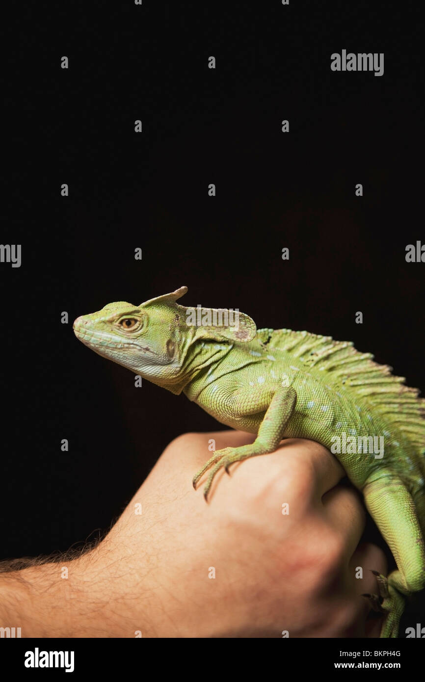 A Lizard In A Person's Hand Stock Photo - Alamy
