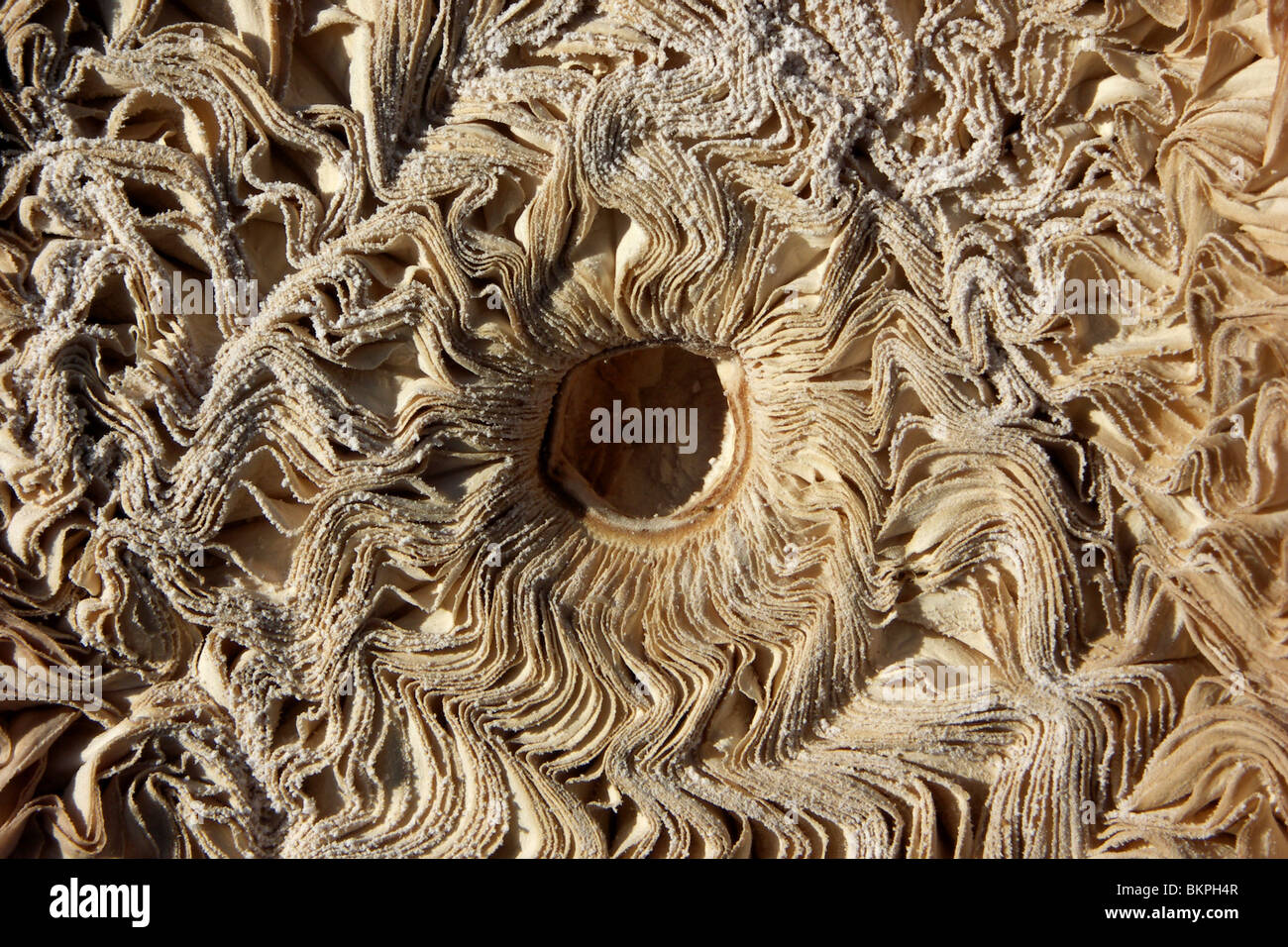 Bottom of a mushroom hi-res stock photography and images - Alamy