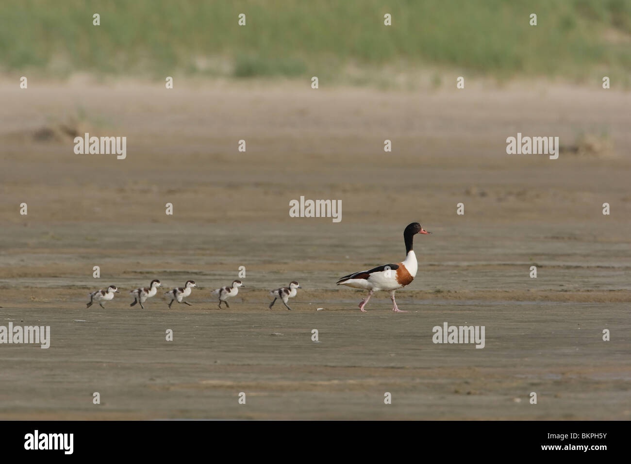 Female Common Shelduck with chicks on the beach of Terschelling Stock ...