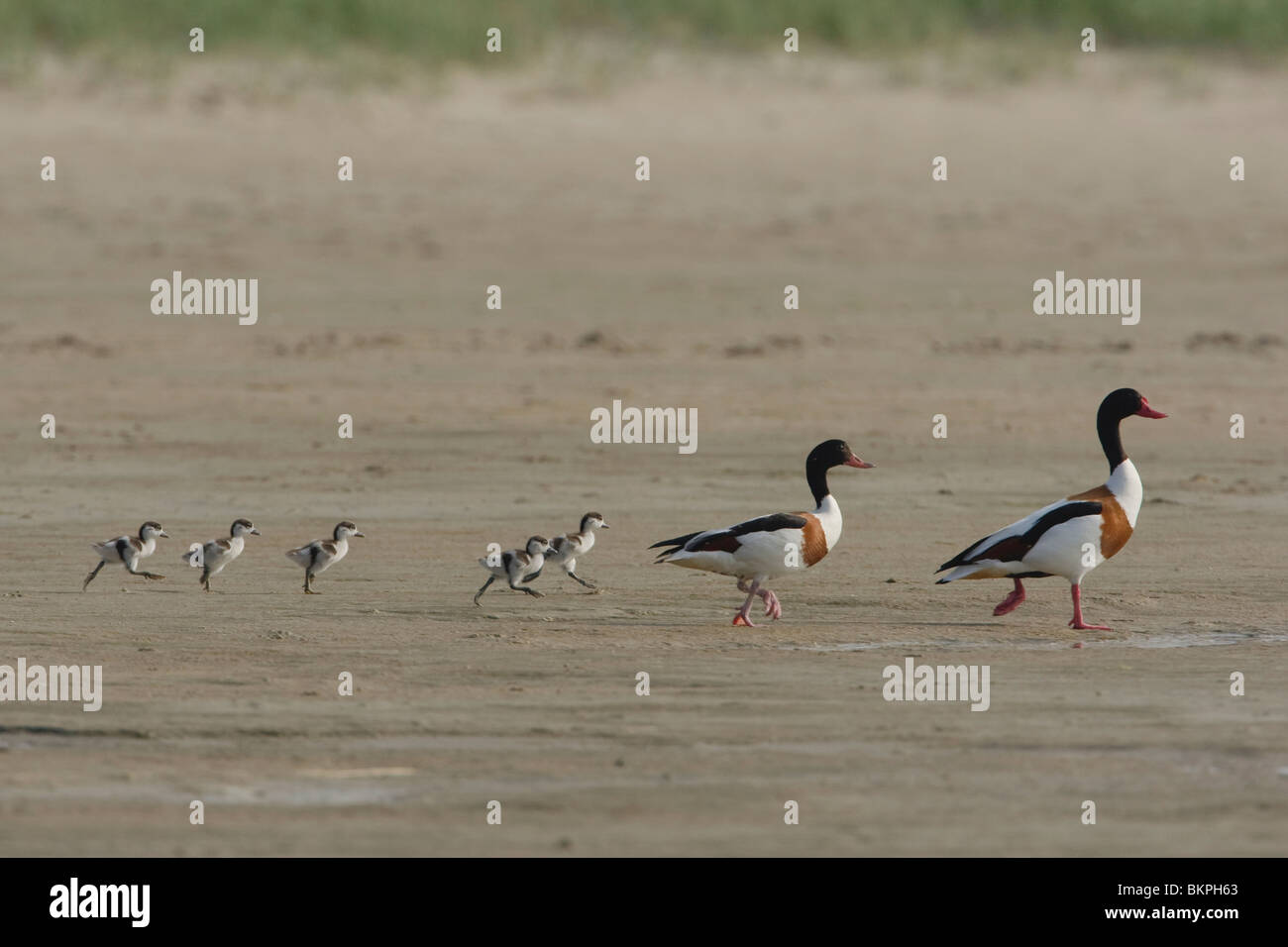 Shelduck with chicks hi-res stock photography and images - Alamy