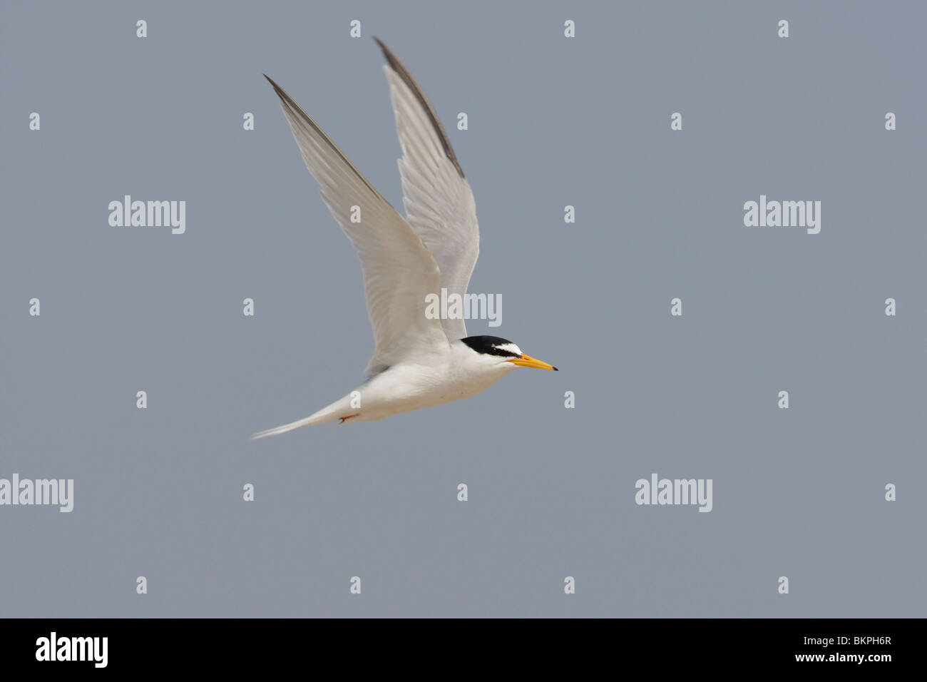 Flying adult; Vliegende adult Stock Photo - Alamy