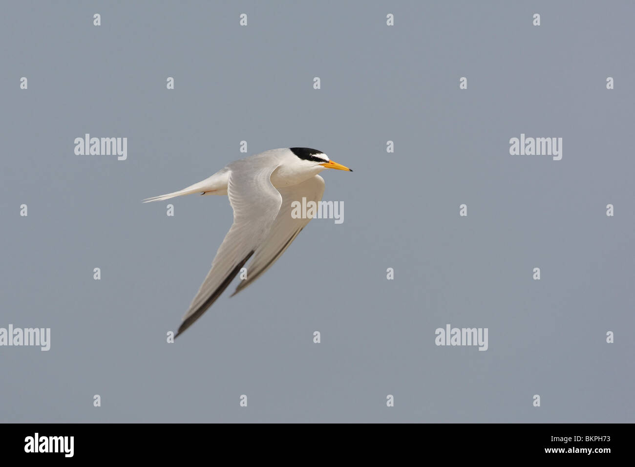Vliegende adult; Flying adult Stock Photo - Alamy