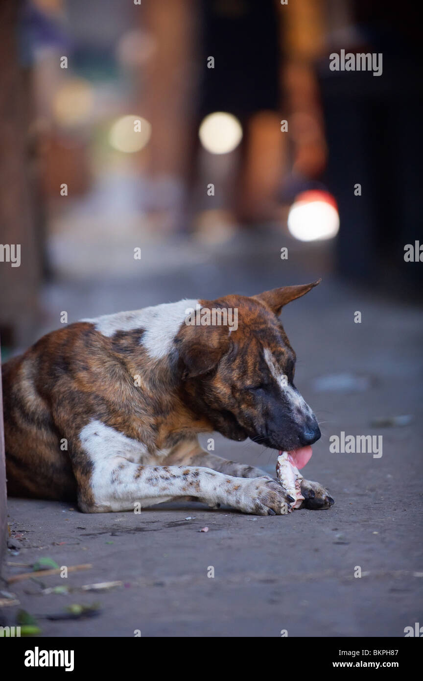 Ubud bali indonesia street dog hi-res stock photography and images - Alamy