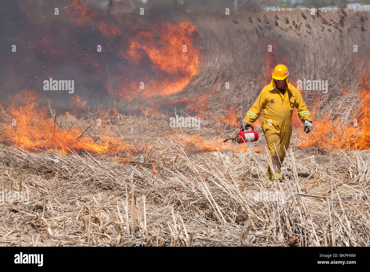 Prescribed Burn to Eliminate Invasive Giant Reed in Michigan Park Stock ...