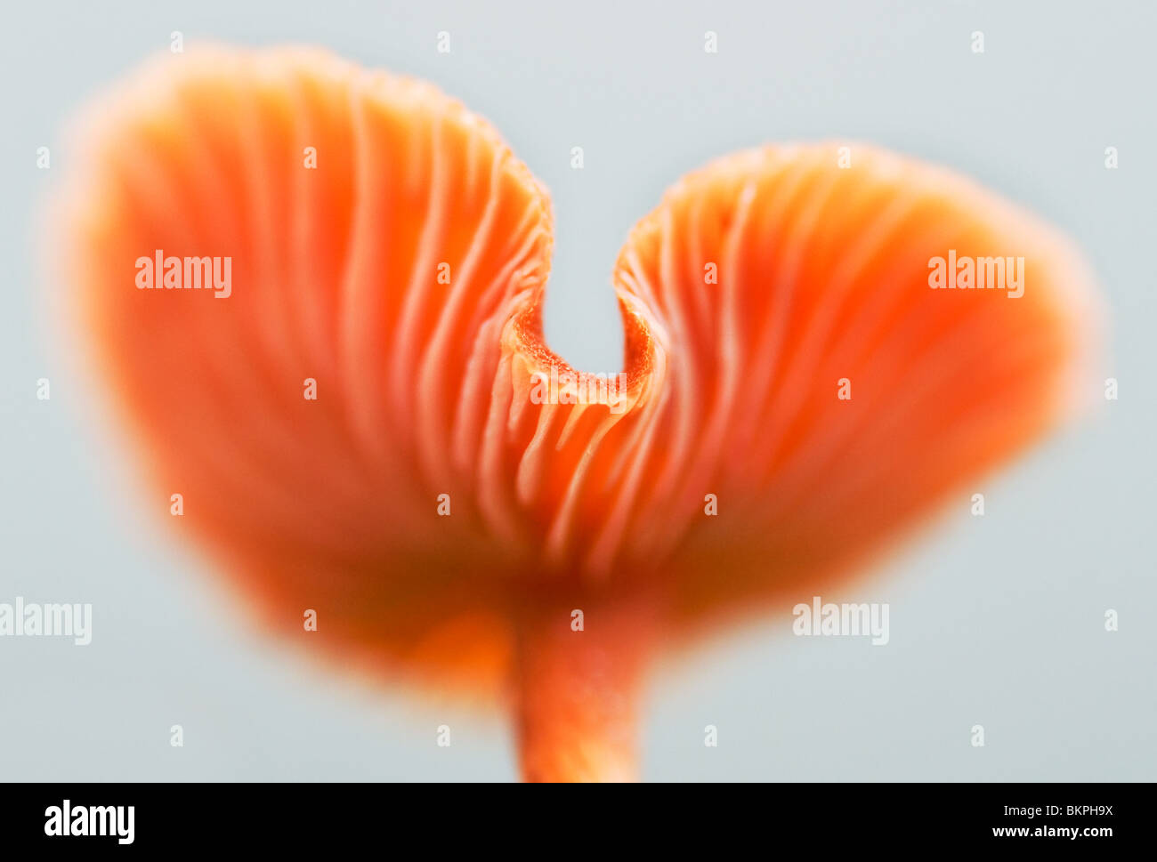 Close up of Common Laccaria Stock Photo - Alamy