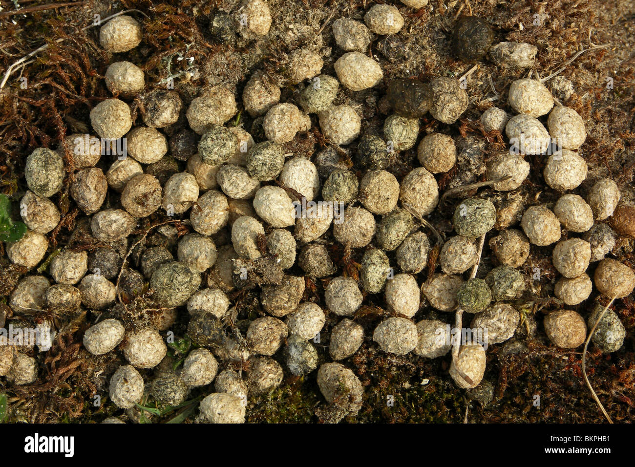 Rabbit droppings hi-res stock photography and images - Alamy