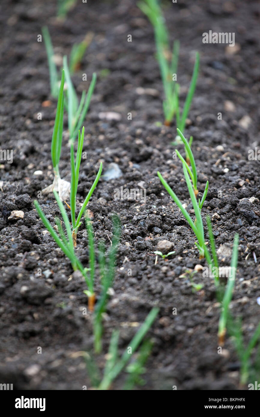 vegetables growing in a plot or garden Stock Photo - Alamy