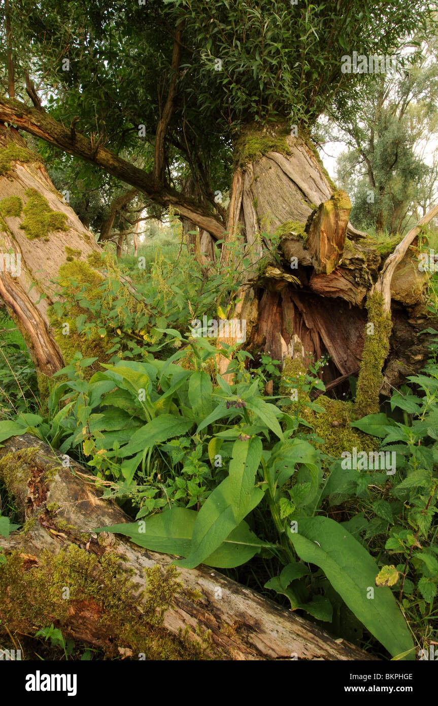 Plants near the base of fallen Willow trees in marsh forest Stock Photo ...