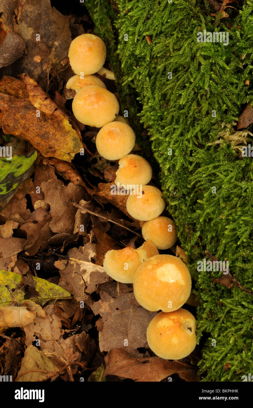 Row of yellow caps Sulfur Tuft near green mos on fallen branch Stock ...