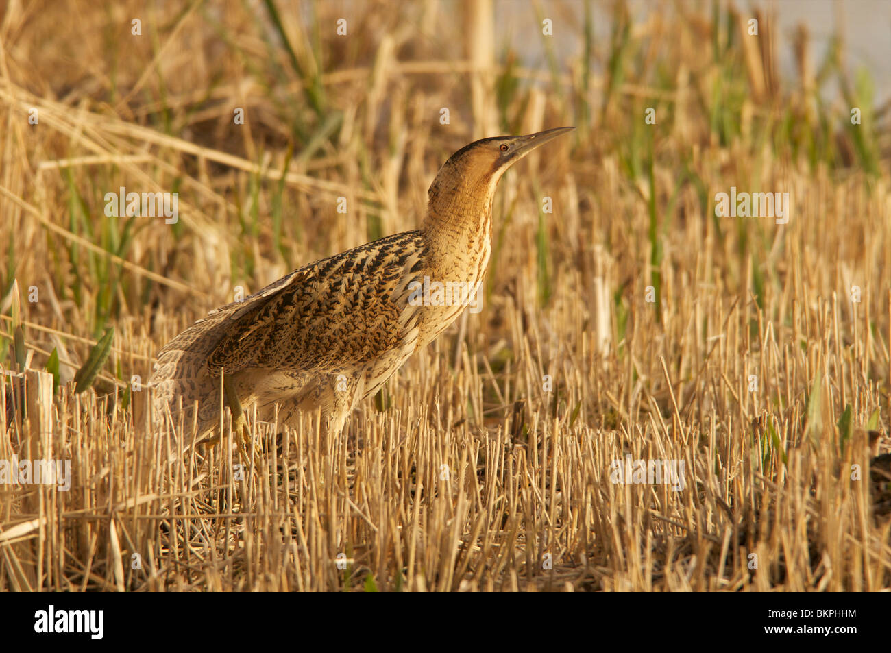 Bittern uk hi-res stock photography and images - Alamy