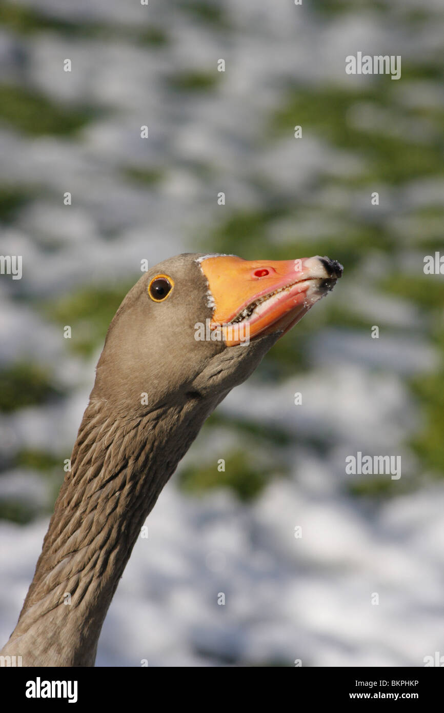 Head of a Greylag Goose (Anser anser) in a snowy field, The Hague ...