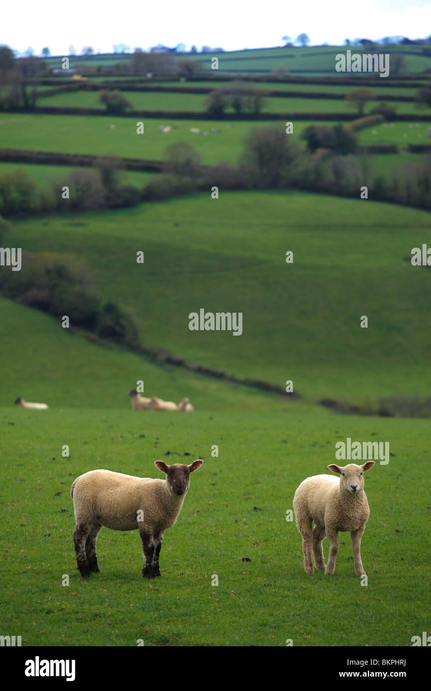 sheep in a field England Stock Photo - Alamy