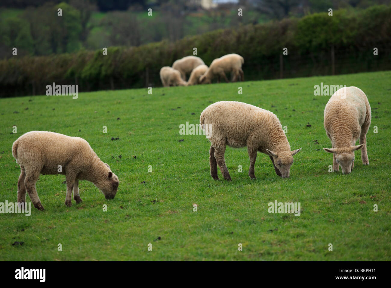 sheep in a field England Stock Photo - Alamy