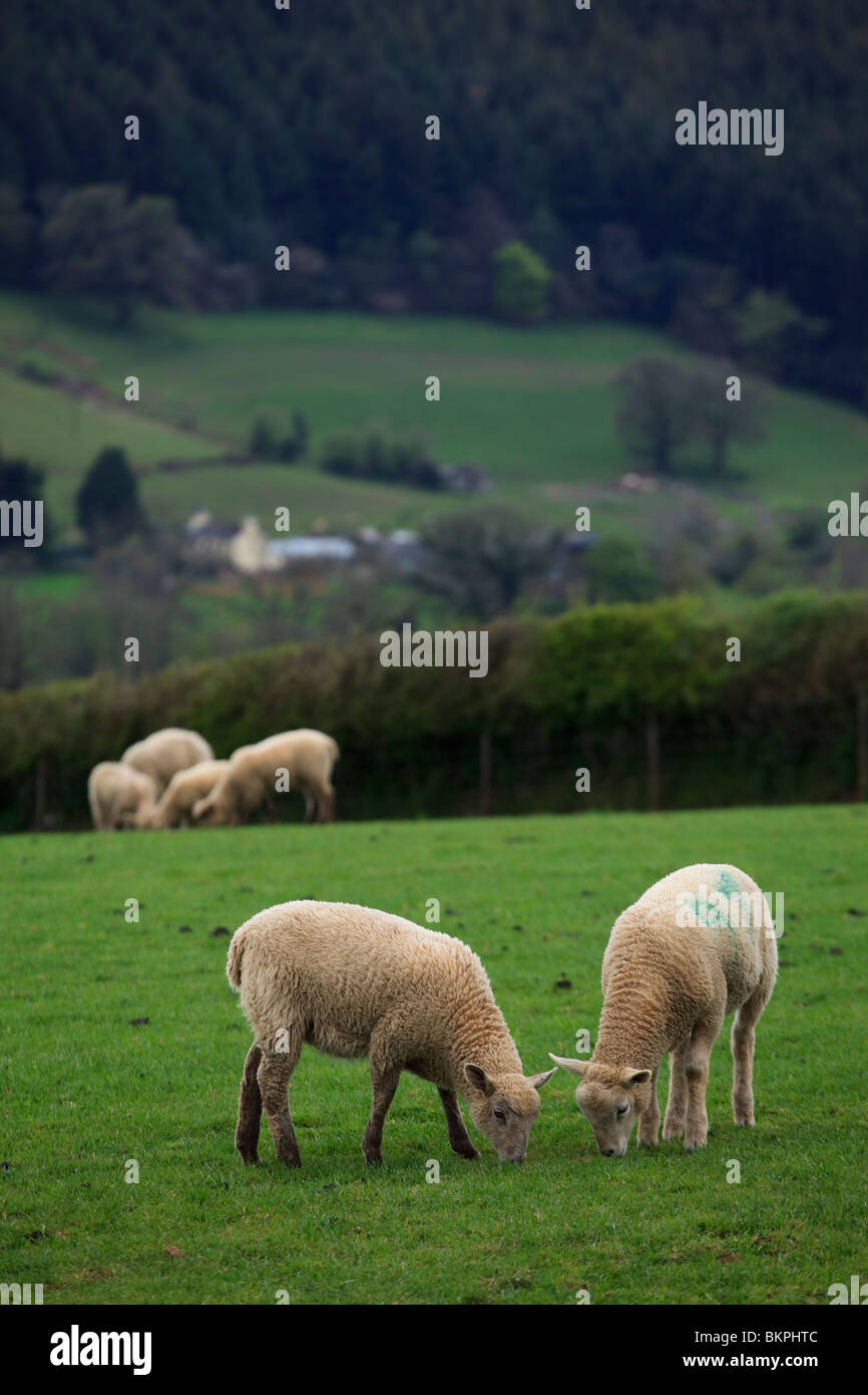 sheep in a field England Stock Photo - Alamy