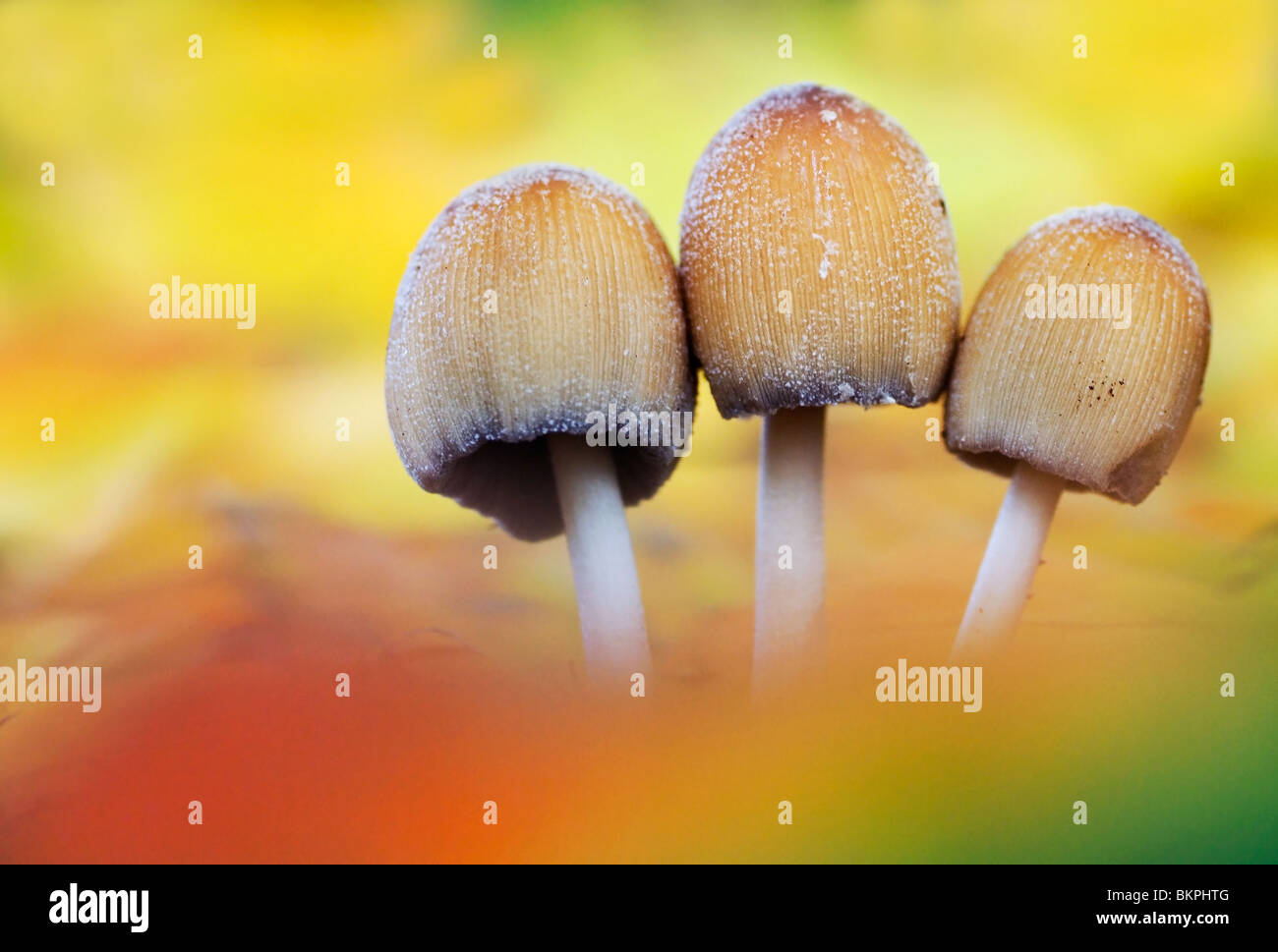Mica caps hi-res stock photography and images - Alamy