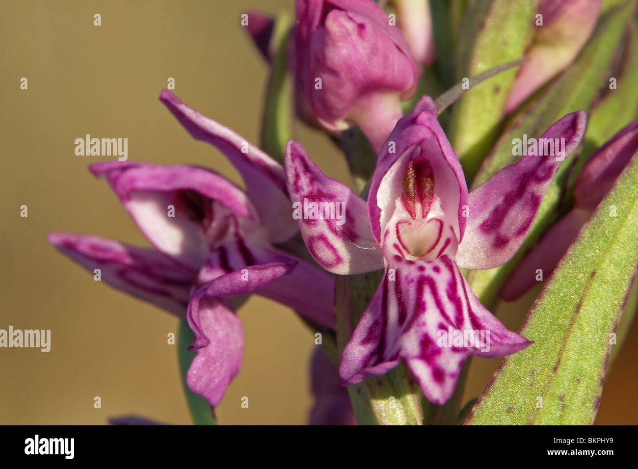 Roze bloem hi-res stock photography and images - Alamy