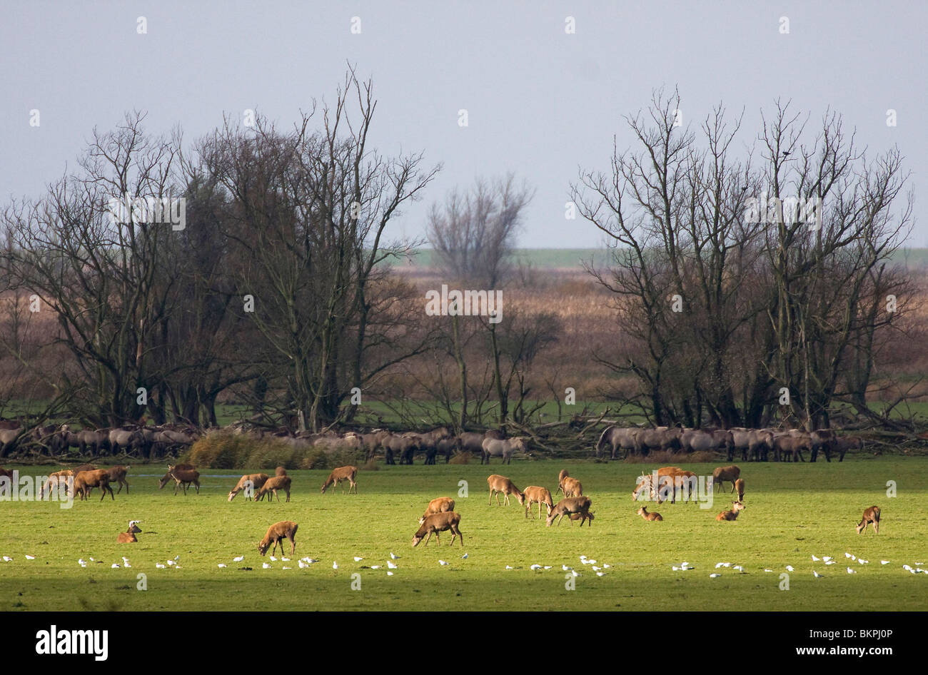 Grote hoefdieren hi-res stock photography and images - Alamy