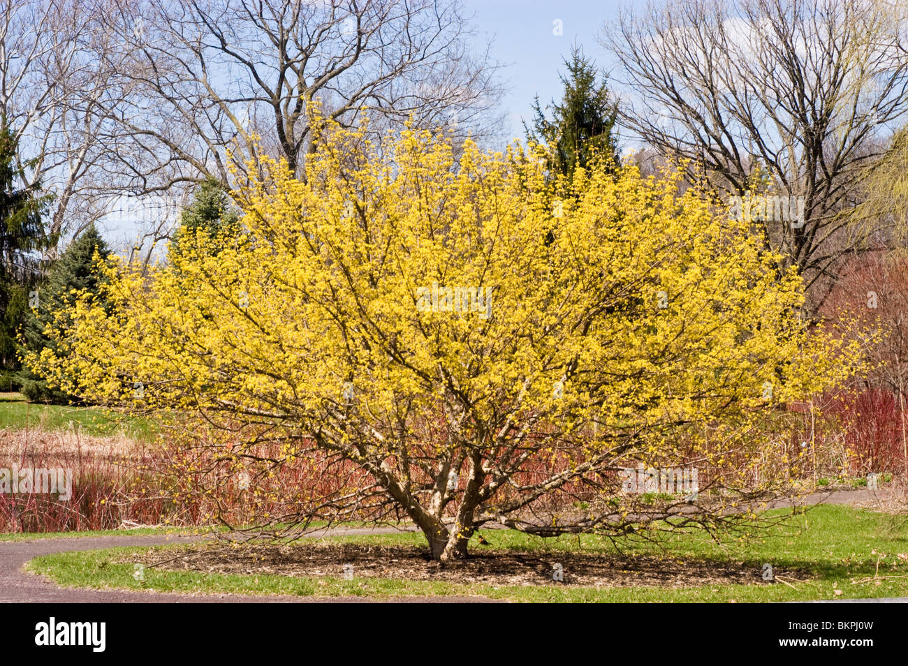 Japanese Cornelian Cherry, Cornus officinalis , cornaceae, Japan, Korea ...