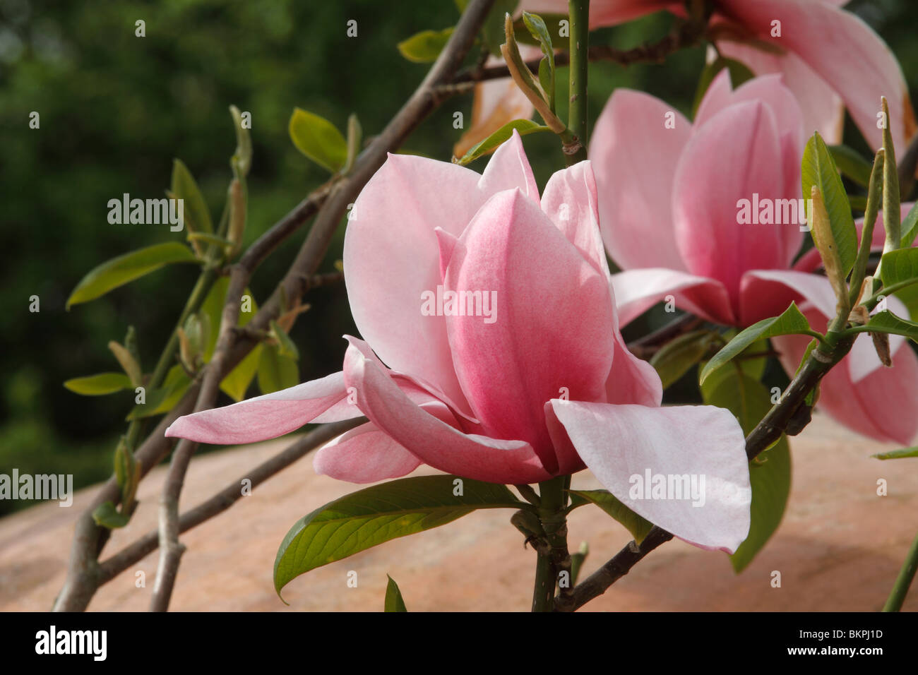 Magnolia ‘star wars’ hi-res stock photography and images - Alamy