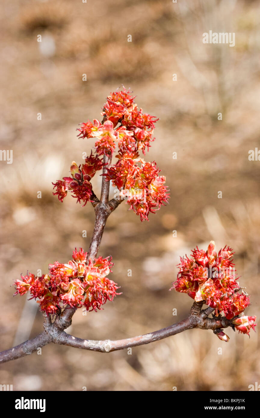Acer Rubrum Buds