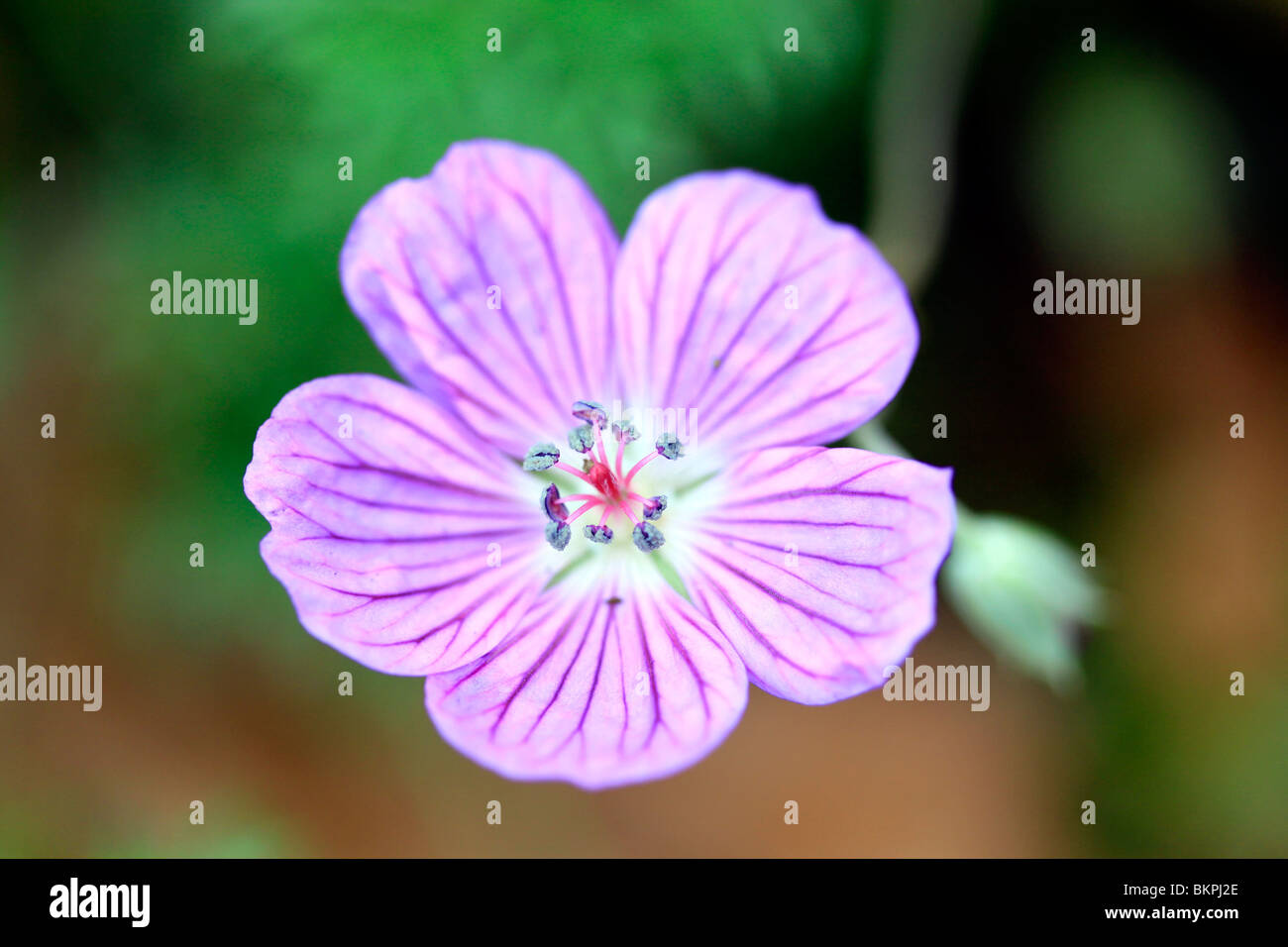 Delicate purple flower of Carpet geranium, (Geranium incanum )in ...