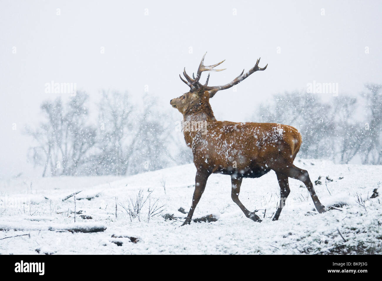 Edelherten hi-res stock photography and images - Alamy