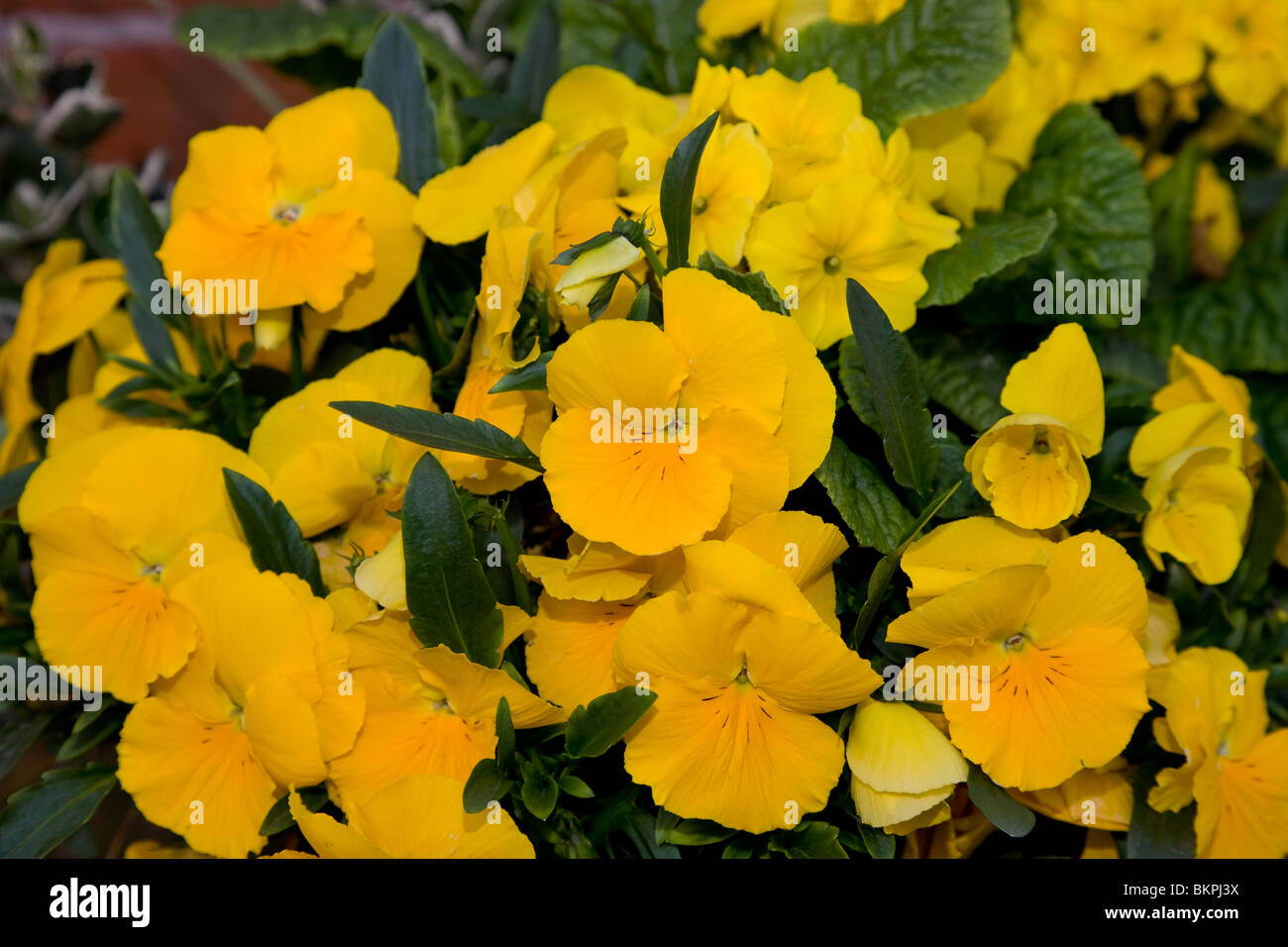 Yellow primroses hi-res stock photography and images - Alamy