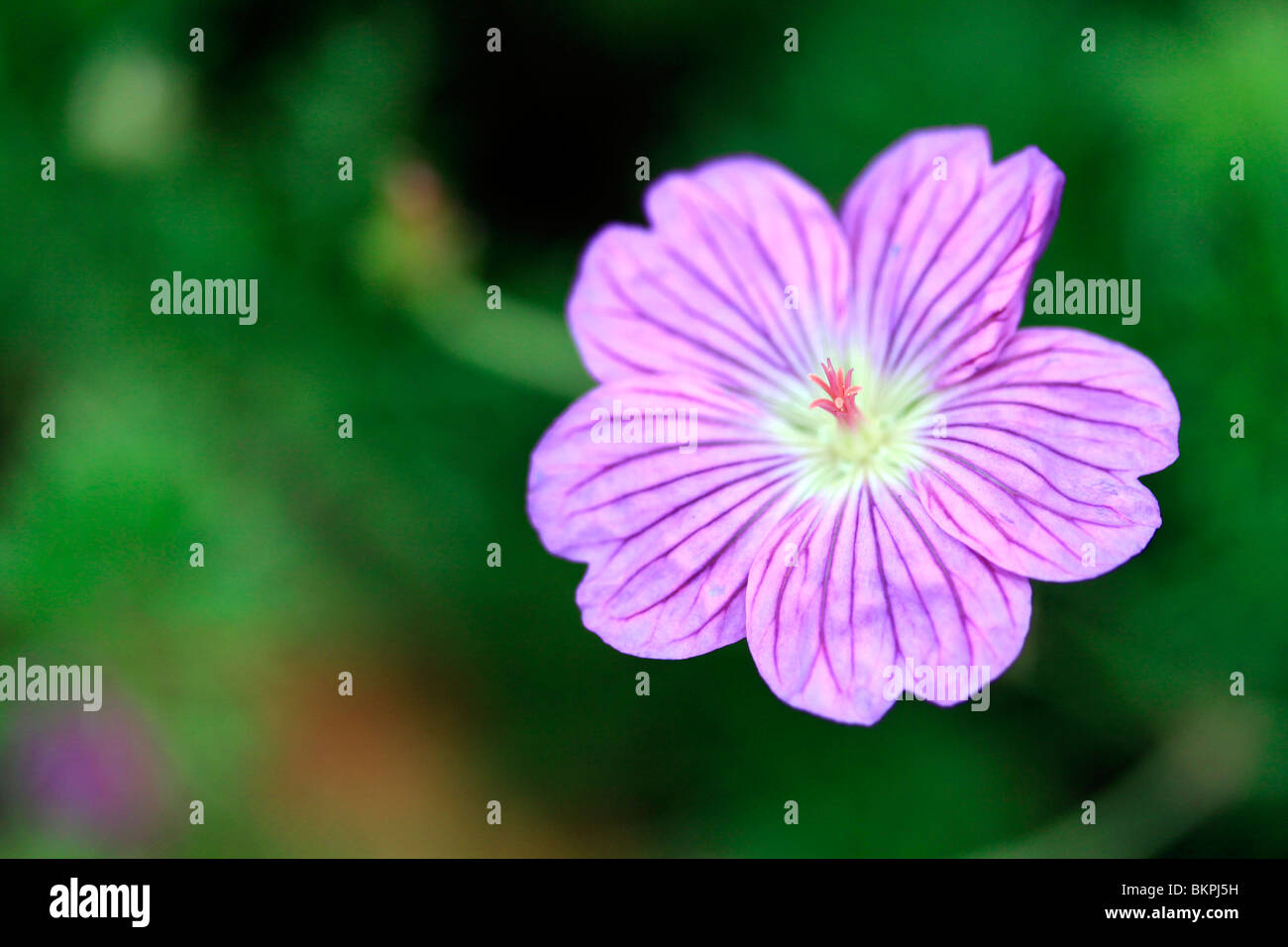 Delicate purple flower of Carpet geranium, (Geranium incanum )in ...