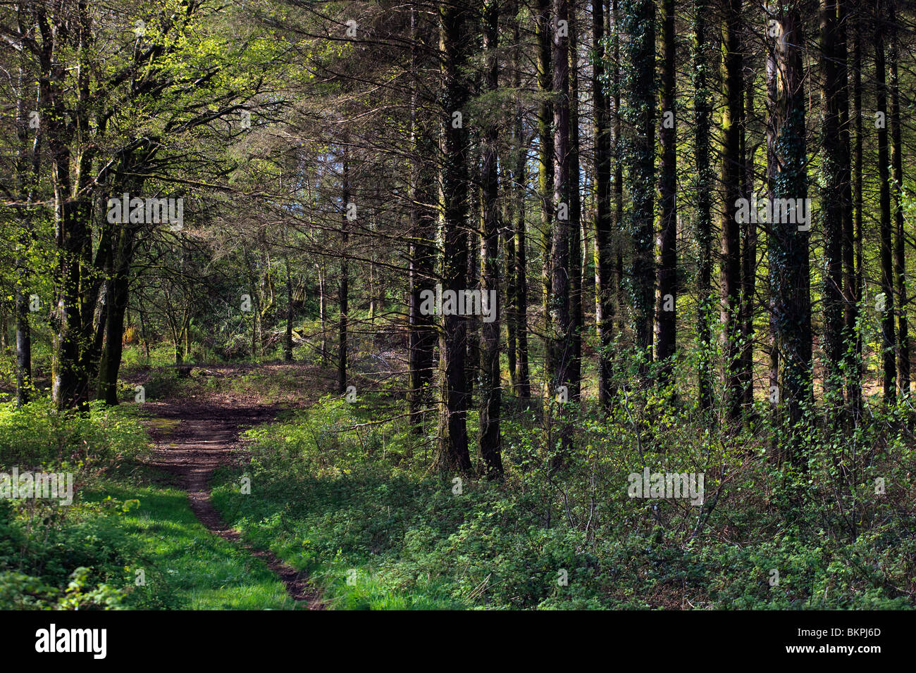 A woodland in spring Stock Photo - Alamy