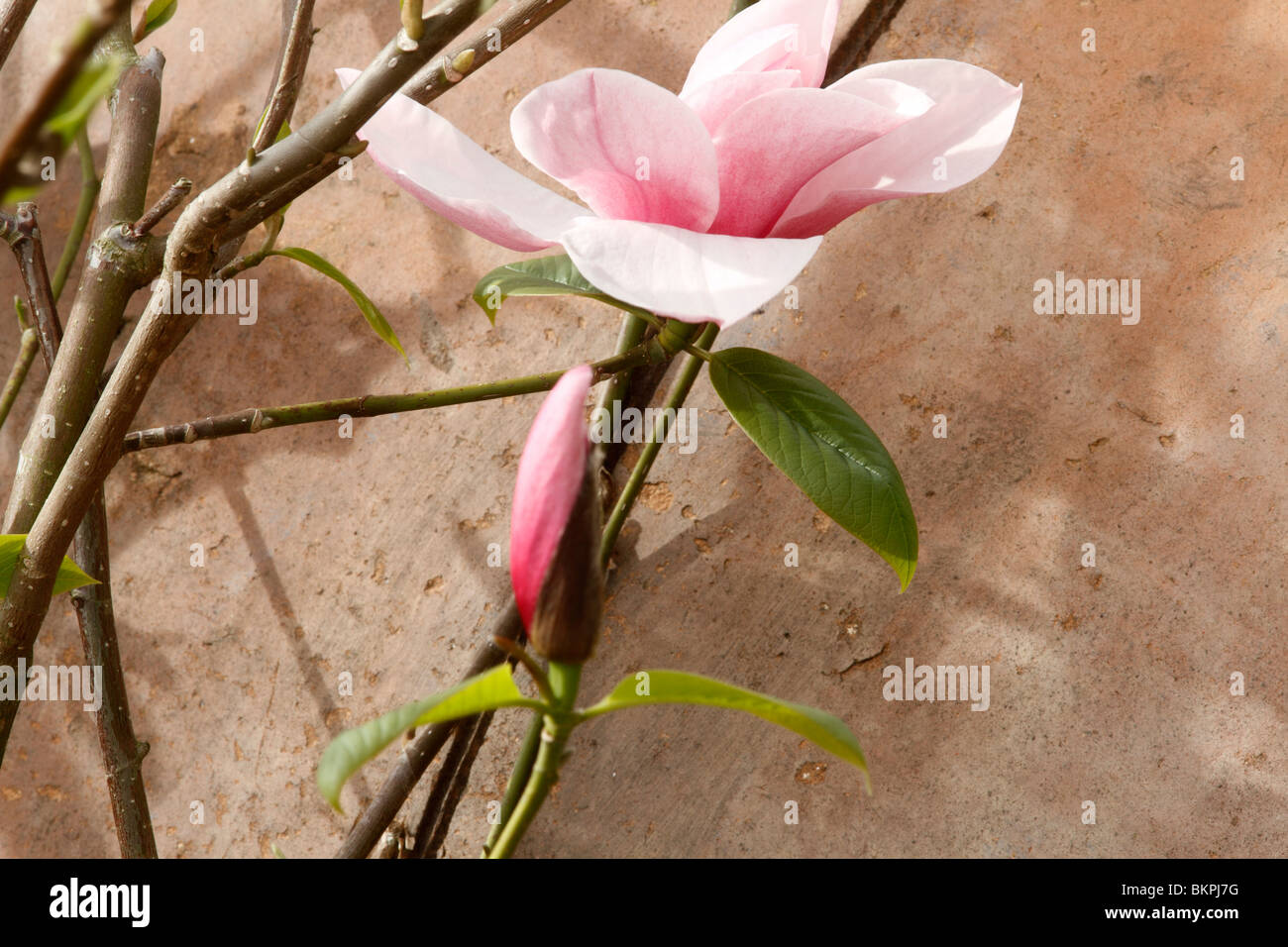 Magnolia star wars’ hi-res stock photography and images - Alamy