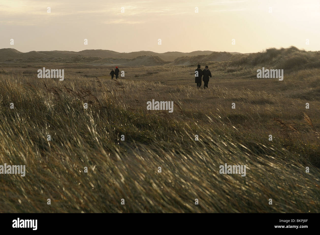 Winter walk through ''the Slufter' nature reserve on Texel in backlight ...