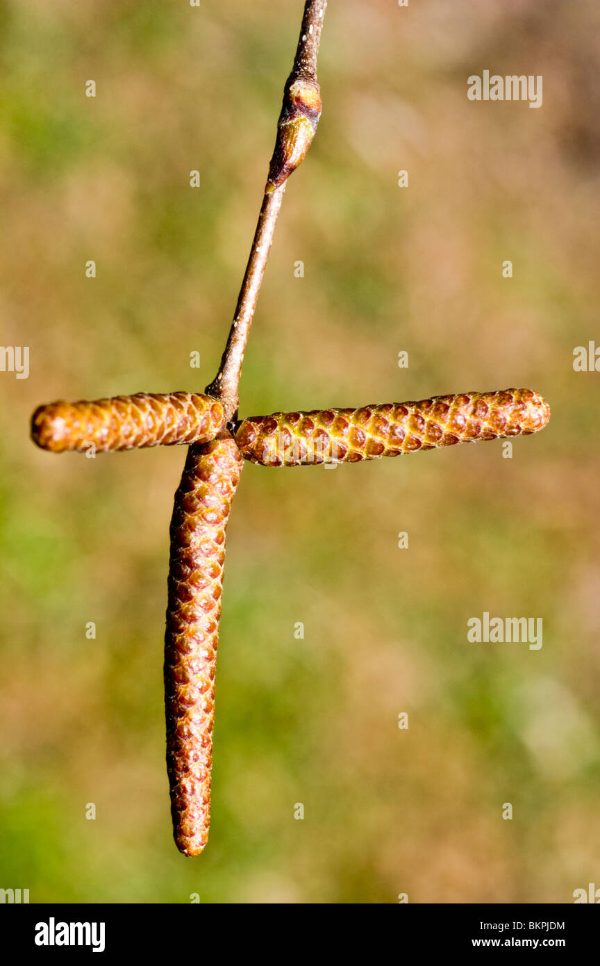 Early spring paper birch hi-res stock photography and images - Alamy