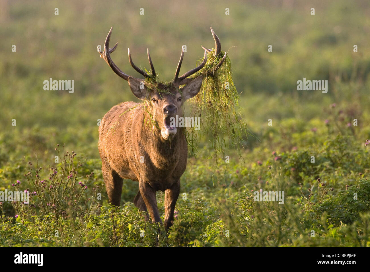 Plaatshert met pluk gras op zijn gewei hi-res stock photography and ...