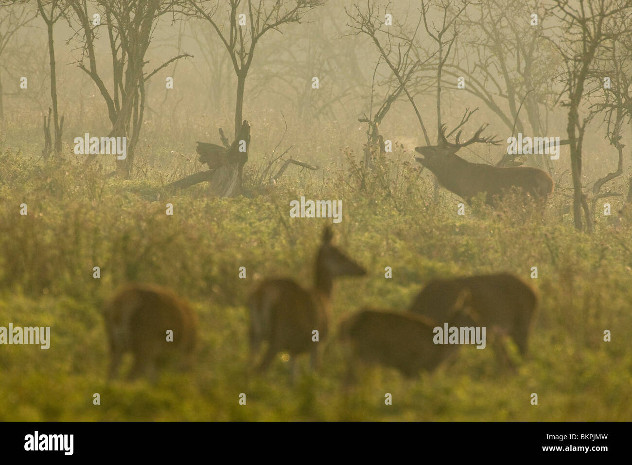 Zoogdieren Oostvaardersplassen High Resolution Stock Photography and ...