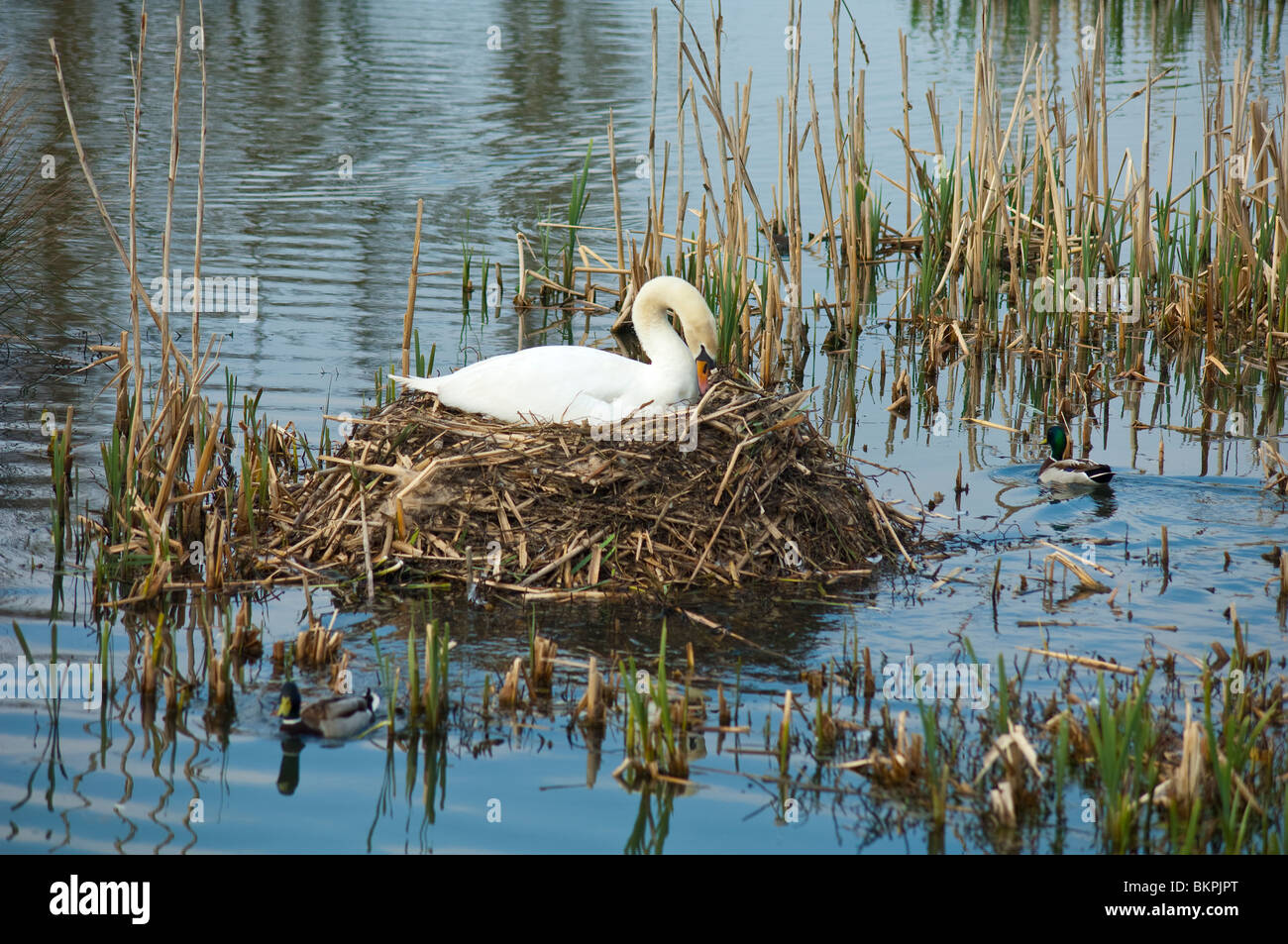 A swan broods over her reed island nest in the mill pond at Skerries ...