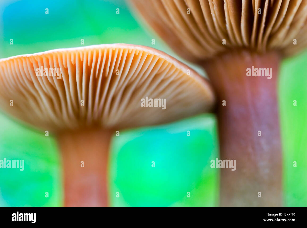 Liver milkcap lactarius hepaticus hi-res stock photography and images ...