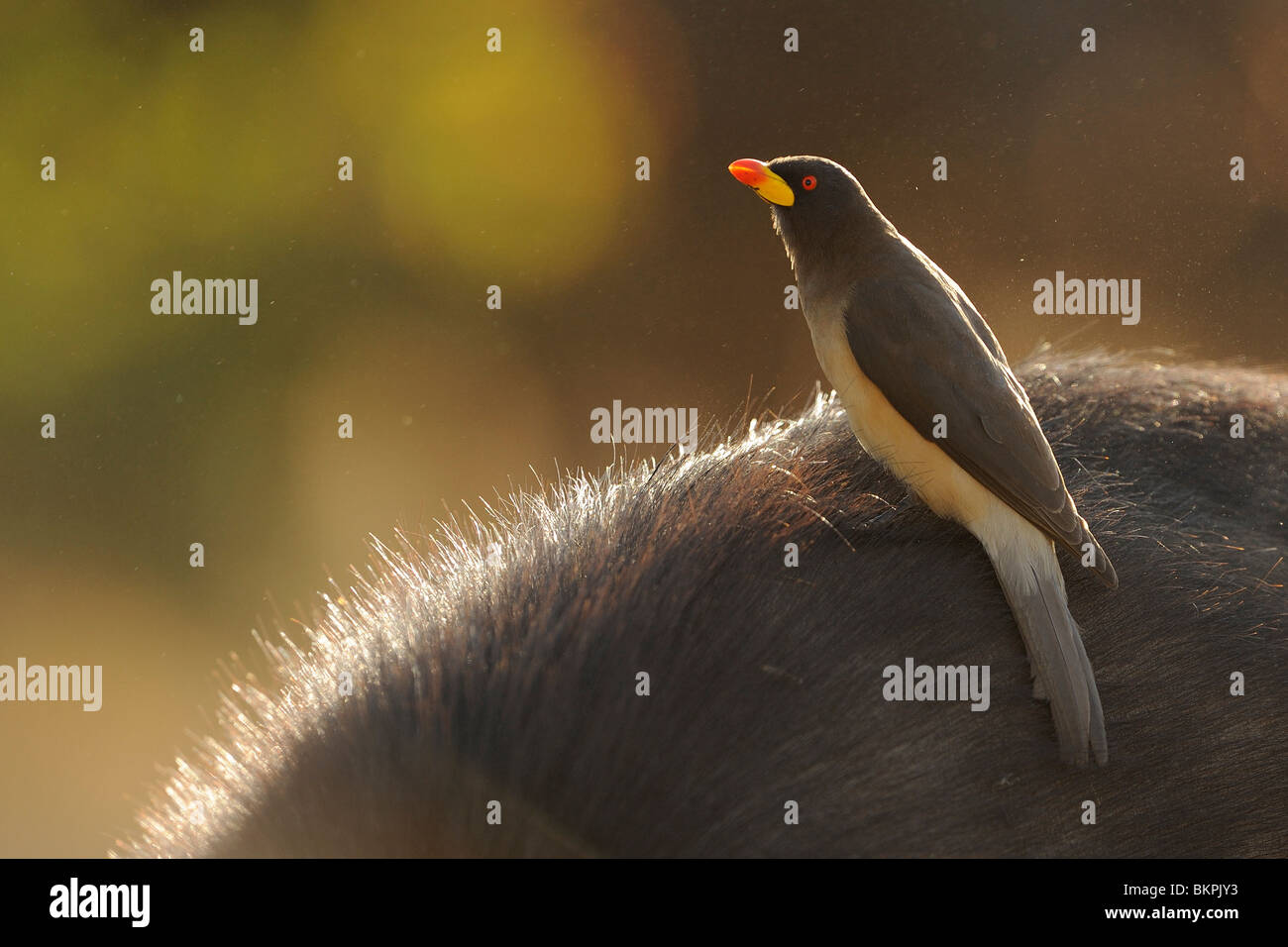 Sitting buffalo hi-res stock photography and images - Alamy