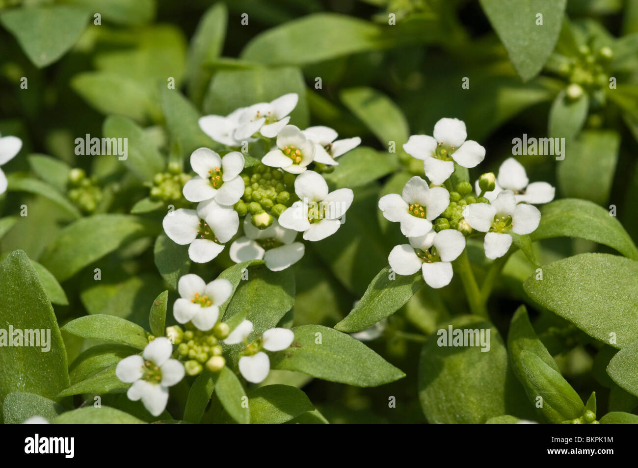White flowers of Alyssum Stock Photo - Alamy