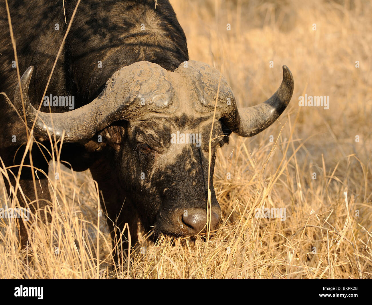Afrikaanse buffel hi-res stock photography and images - Alamy