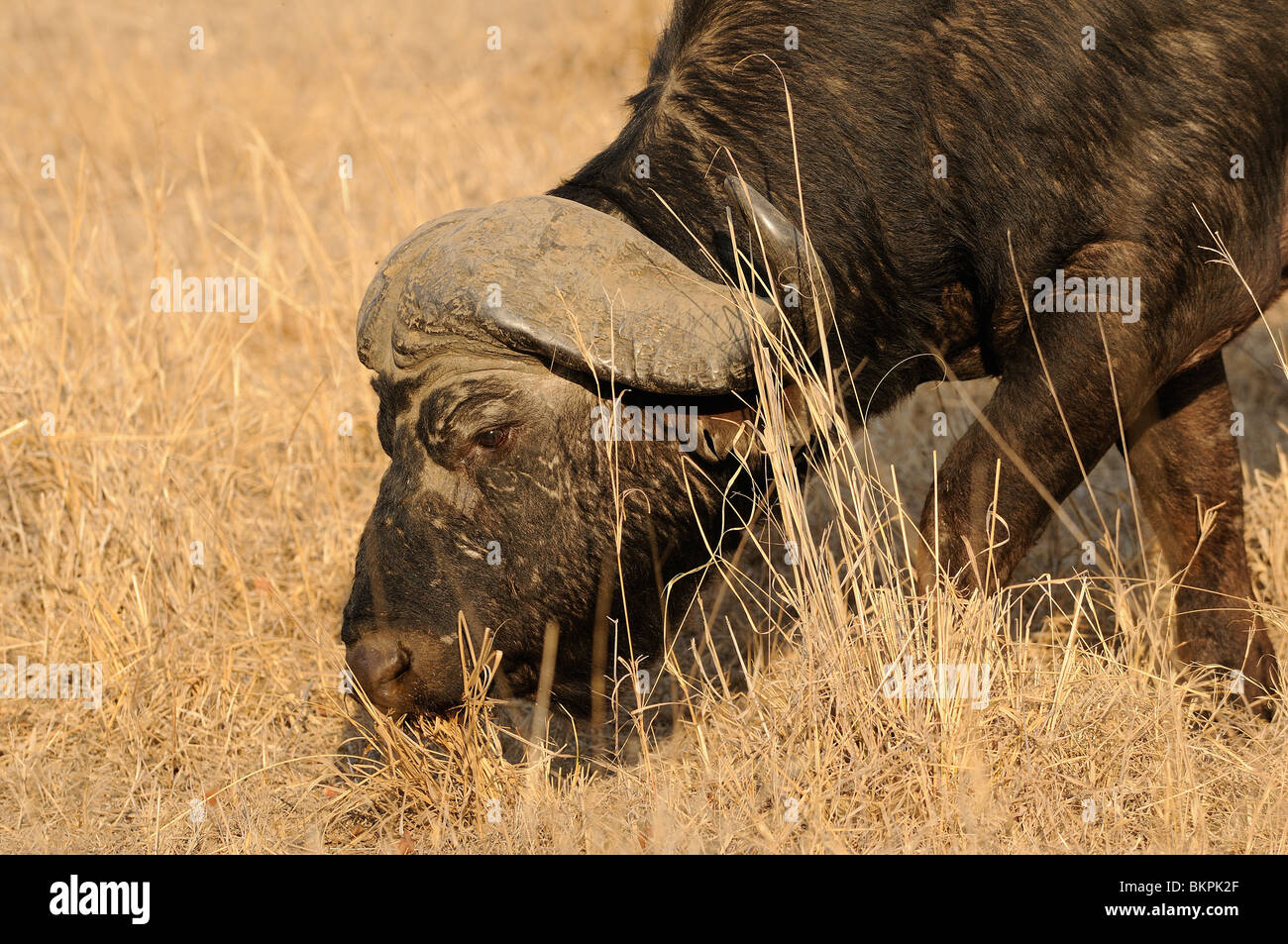 Buffel afrika hi-res stock photography and images - Alamy