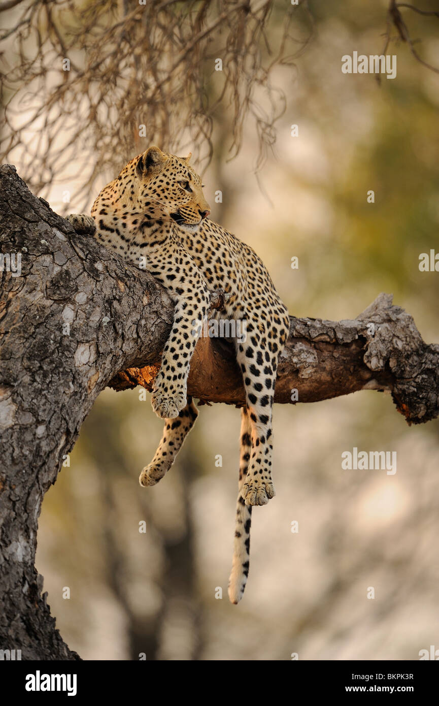 Luipaard liggend in een boom, Leopard laying in a tree Stock Photo - Alamy