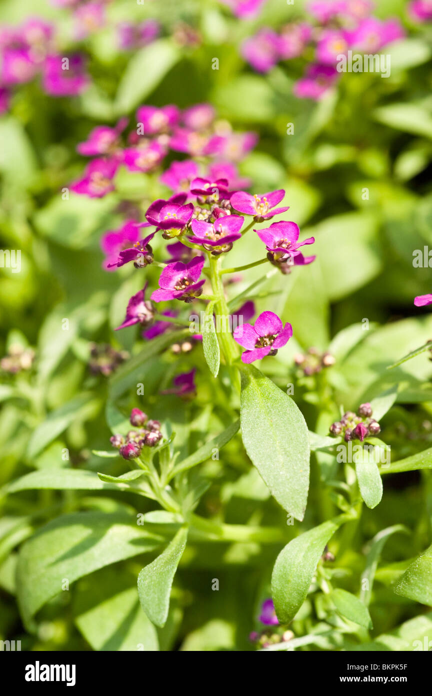 Alyssum flowers hi-res stock photography and images - Alamy