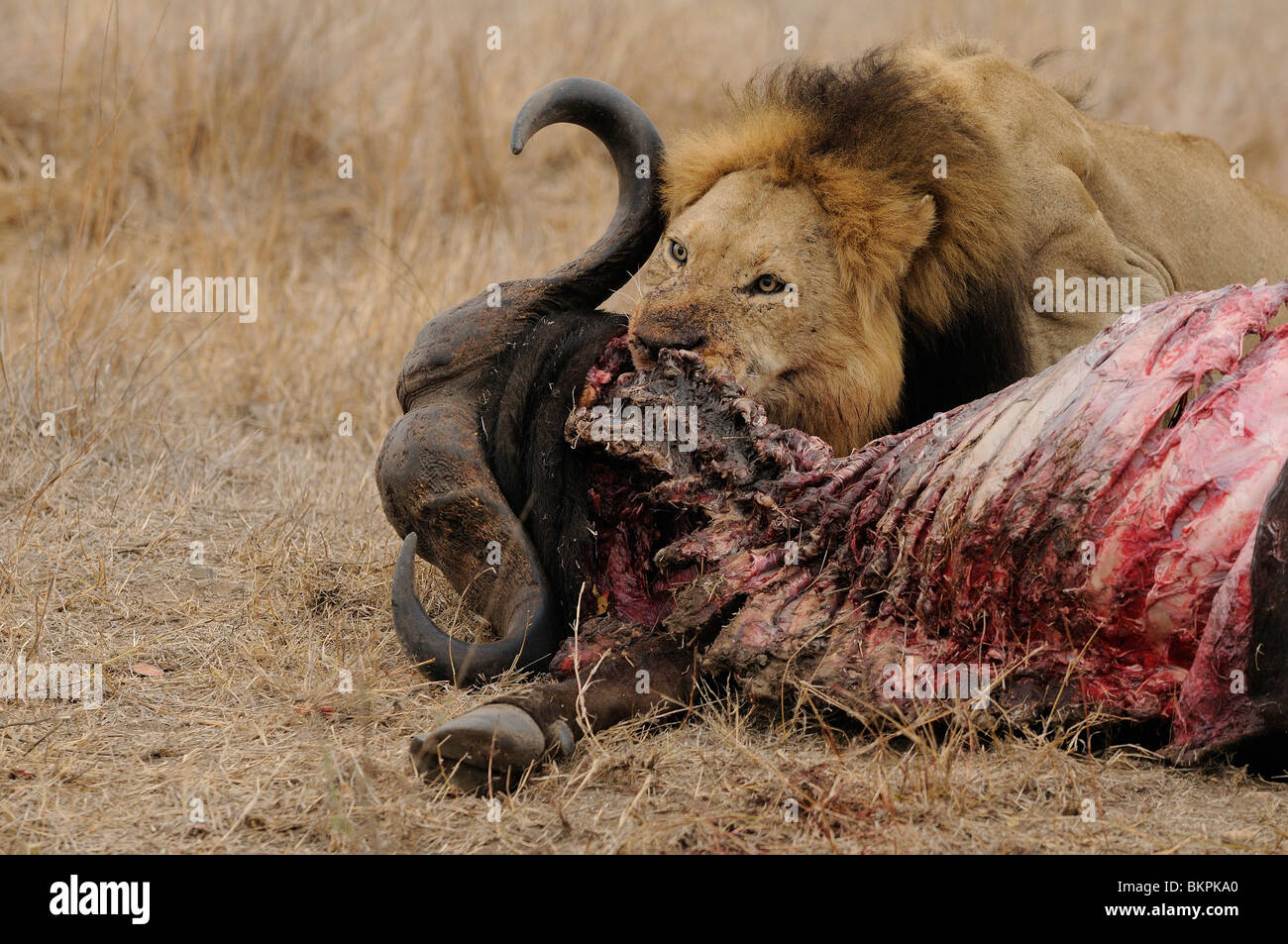 Snake Eating Lion